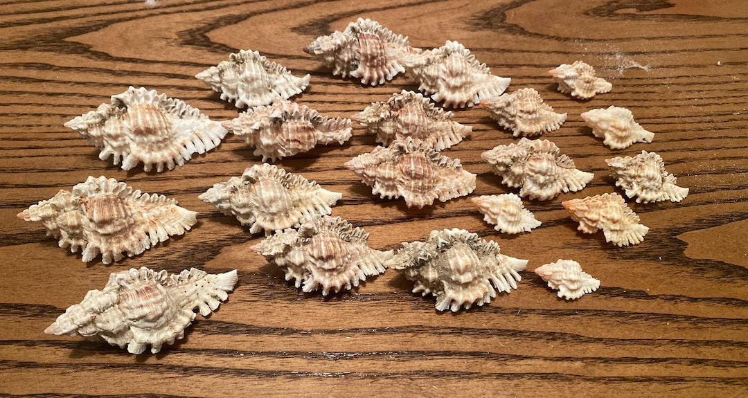 Sanibel Island Lace Murex - Etsy