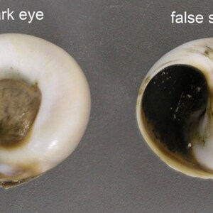 Sanibel Island Sharks Eye true & False - Etsy
