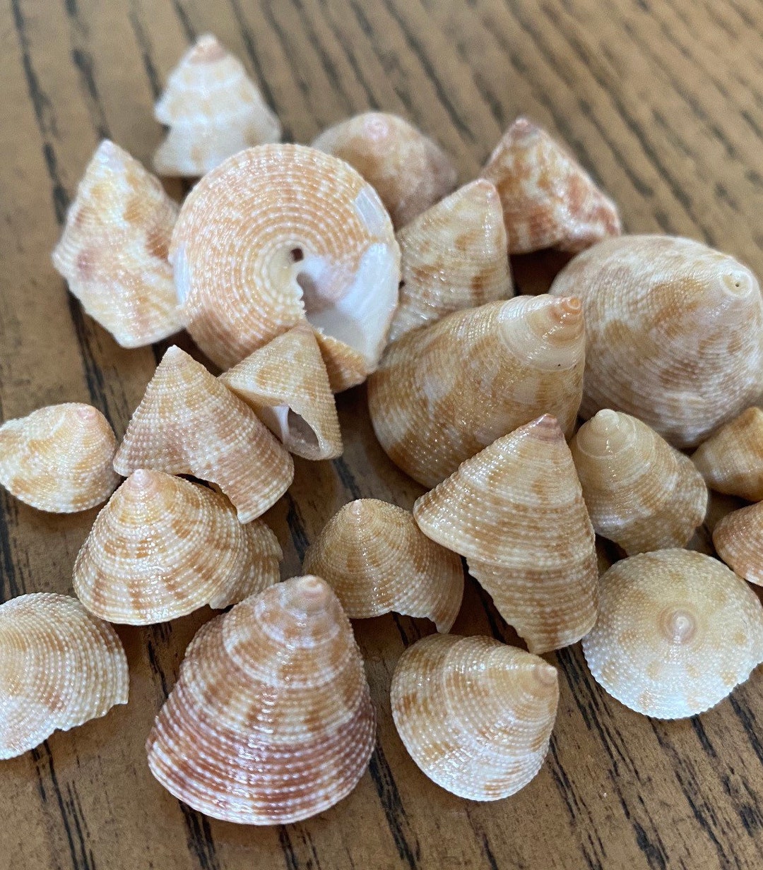 Sanibel Island Top Shell - Etsy