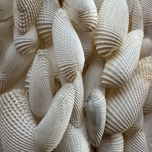 Sanibel Island Angel Wings - Etsy