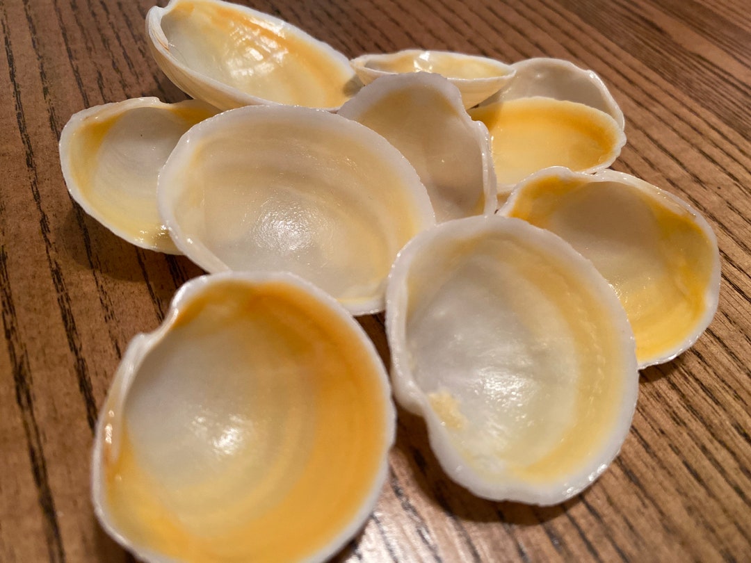 Sanibel Island Buttercup Lucine Seashells - Etsy