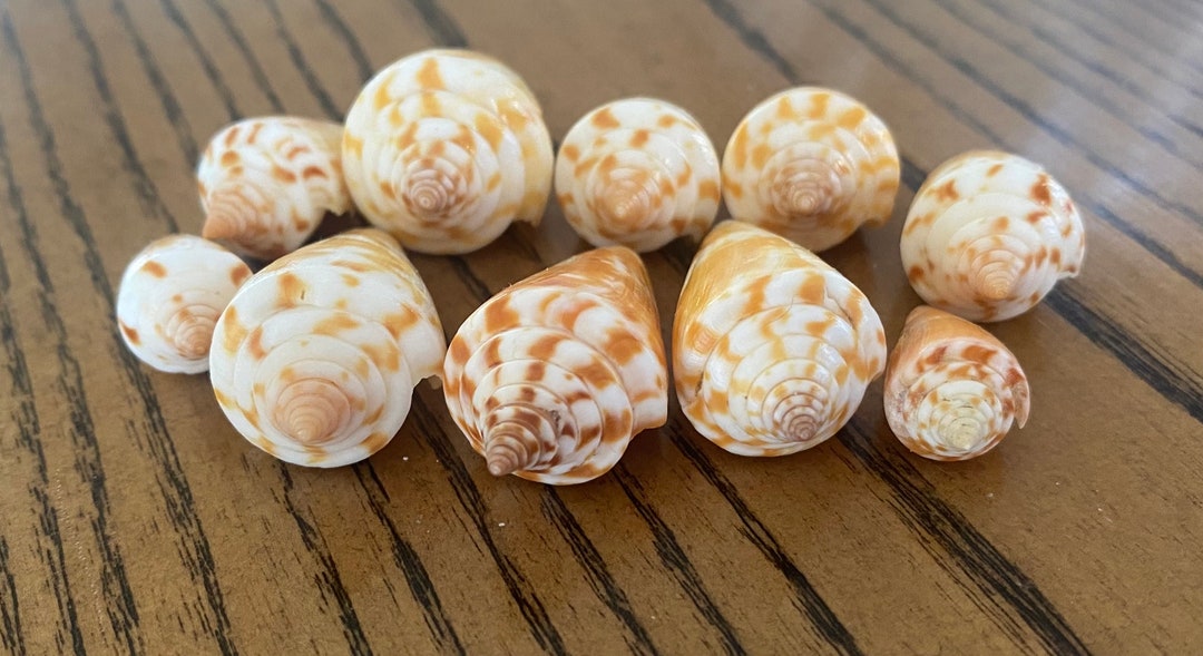 Sanibel Island Florida Cones - Etsy