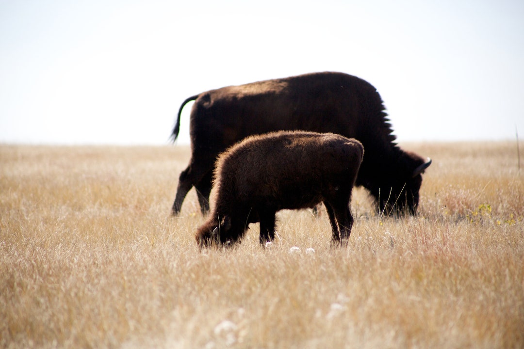 Buffalo Photo, Mom and Baby Buffalo, Buffalo Digital Print, Buffalo ...