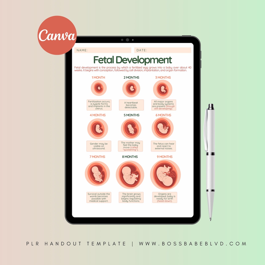 Doula Educational Handouts for Clients, Fetal Development Worksheet ...