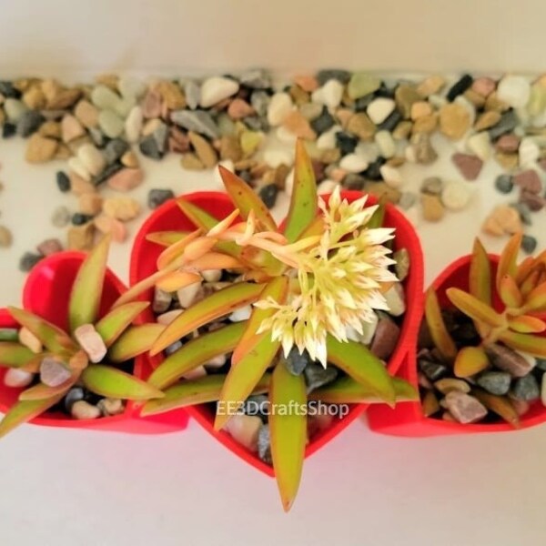 Valentine Planter - Etsy