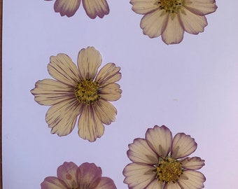 Cosmos Dried Flowers - Etsy