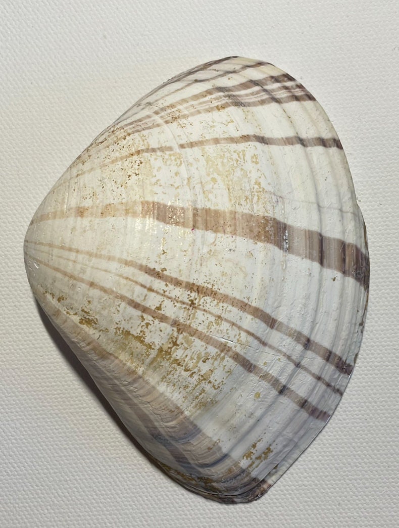 Shell Art, Recycle Nature Art, Hand Drawn Hummingbird on Sea Shell. - Etsy