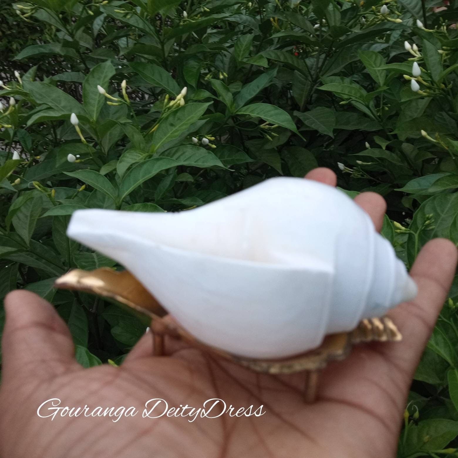 Puja Conch Washing for the Lord Krishna Shell Spiritual Thing - Etsy