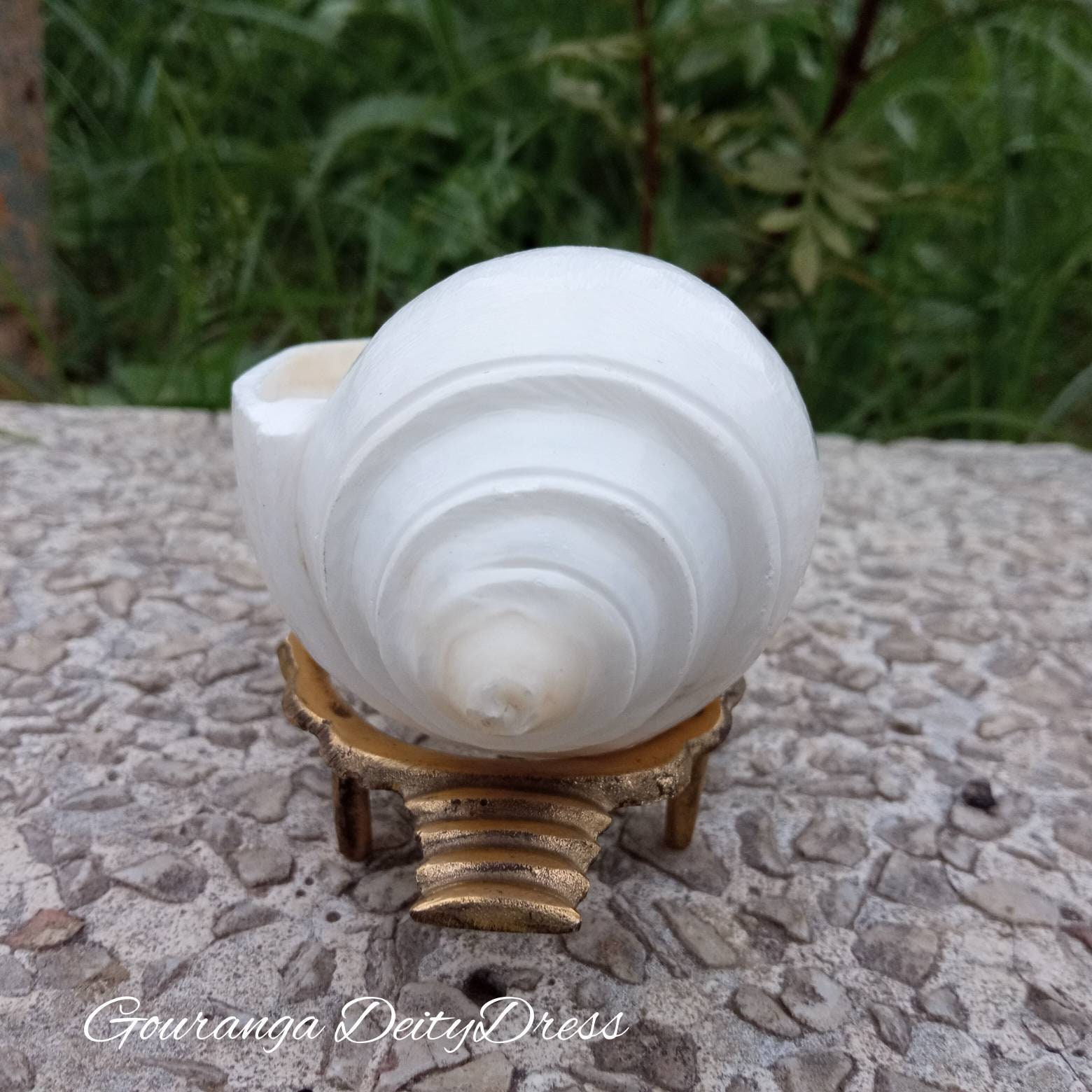 Puja Conch Washing for the Lord Krishna Shell Spiritual Thing - Etsy