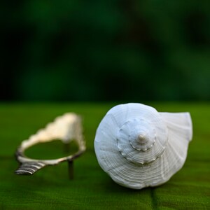 Puja Conch Shell for Keeping Ganga Water, Arati, for Offering to God ...