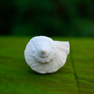 Puja Conch Shell for Keeping Ganga Water, Arati, for Offering to God ...
