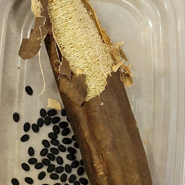 Luffa Seeds - Etsy