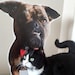 Custom Full Body Pet Cut Outs, Cardboard Cutout Dog or Cat, Birthday ...