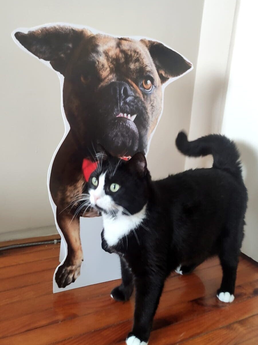 Custom Dog Cutouts Cat Cardboard Cutout Realistic Dogs - Etsy