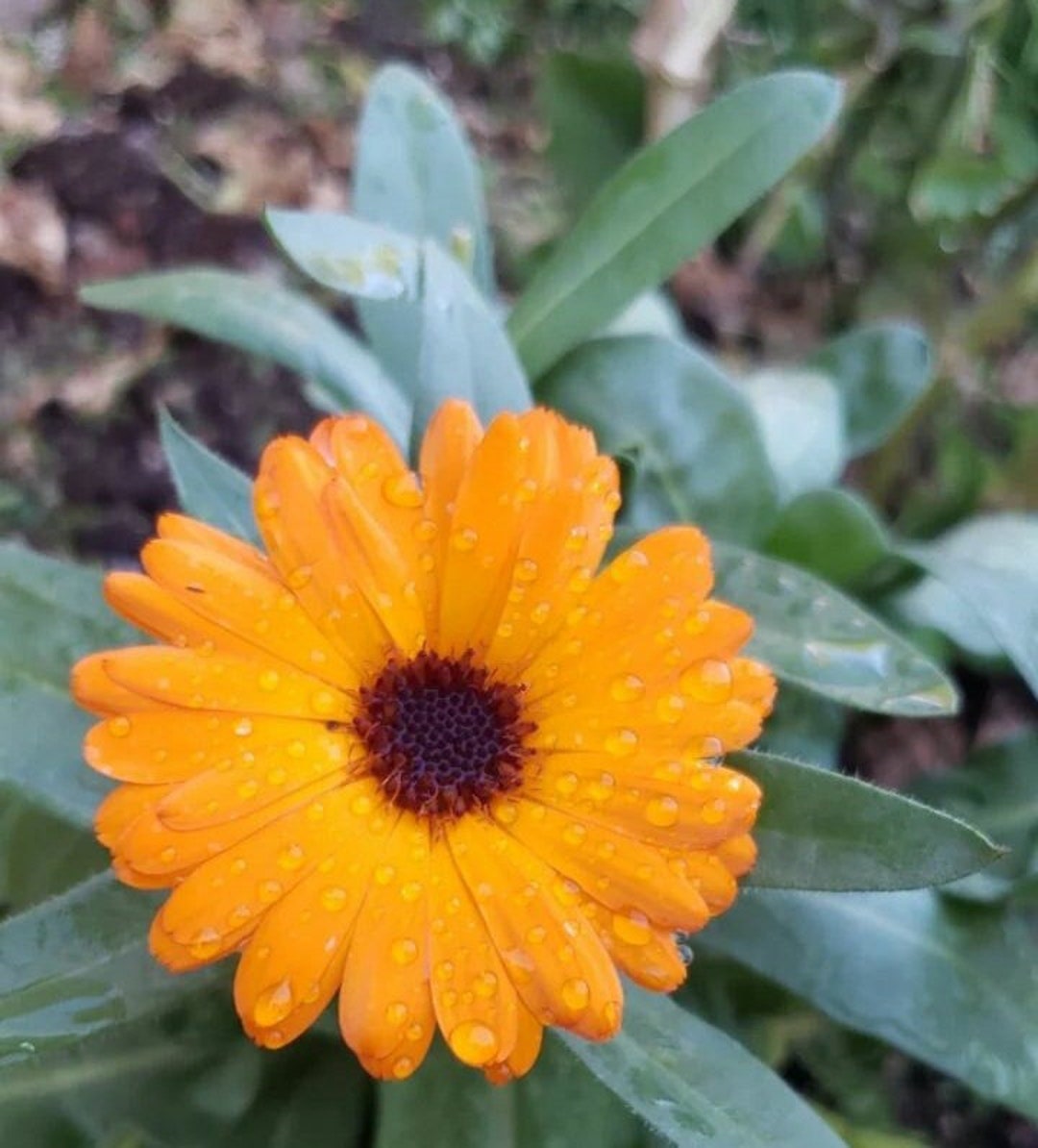 Calendula Seeds ~ Calendula Officinalis ~ Seed Packet ~ Over 1 Gram - Etsy