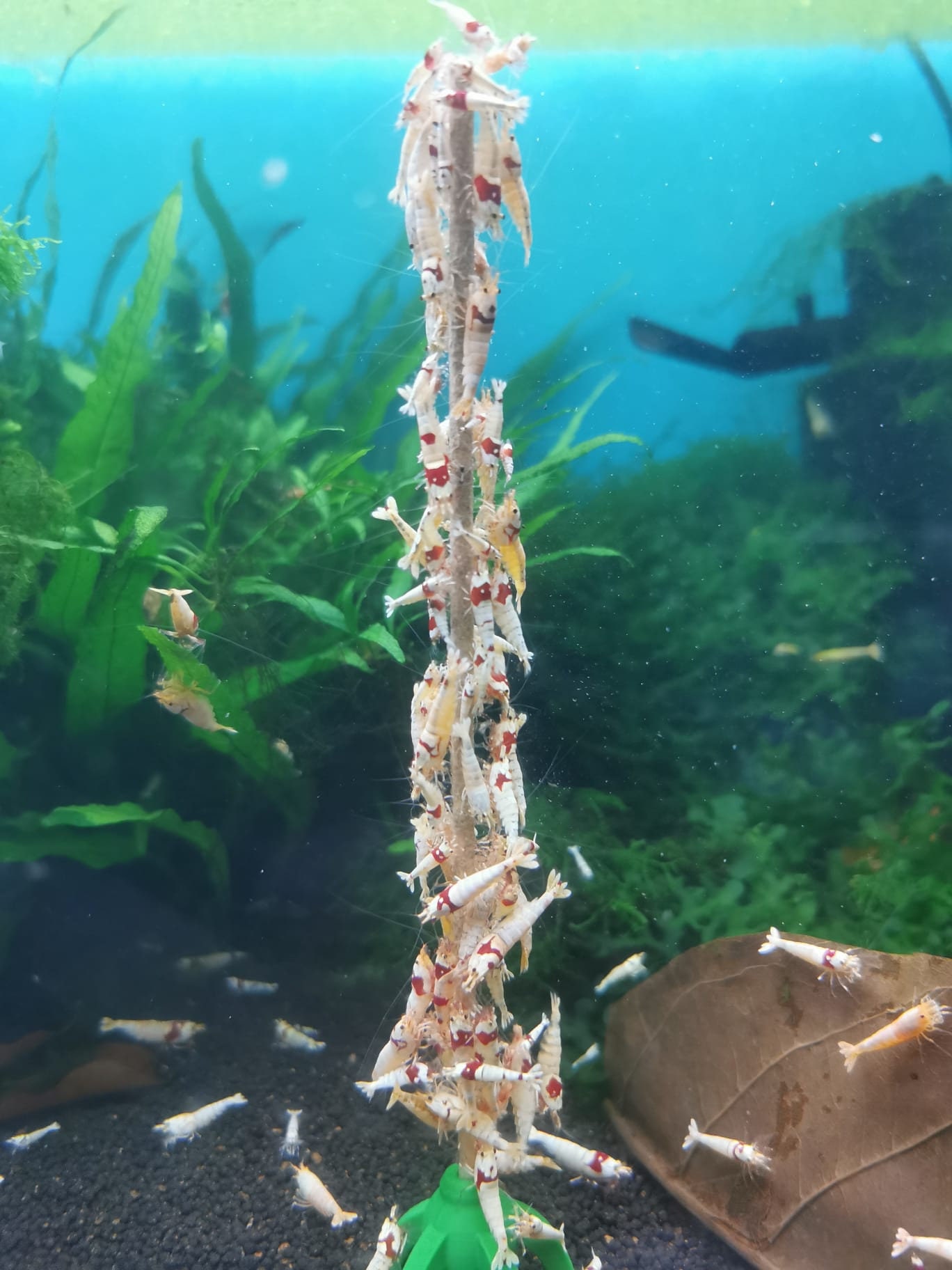 Shrimp Wonderland Shrimp Sticks Set (8x11 Pieces) + 2 Holders / Shrimp ...