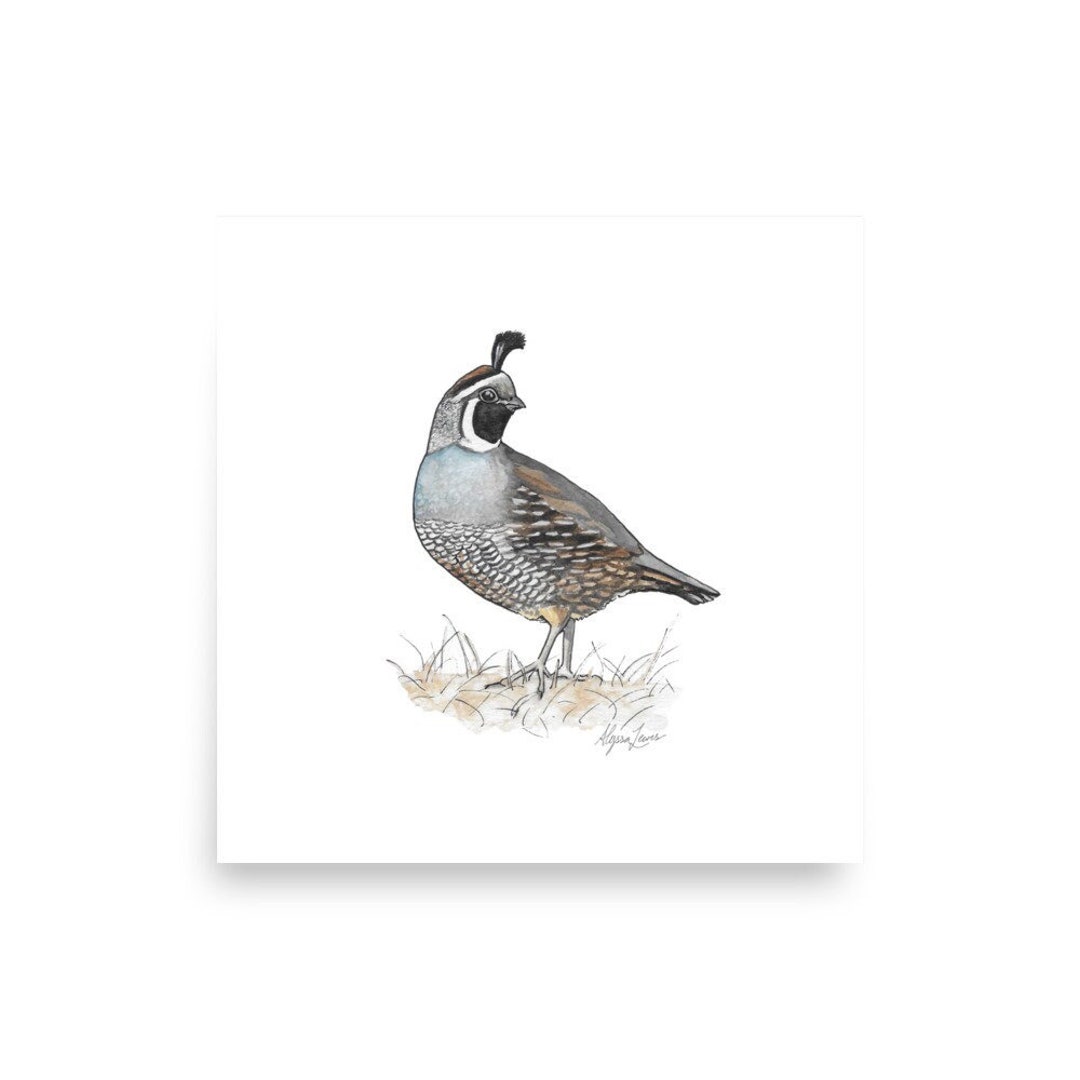Quail Watercolor Print - Etsy