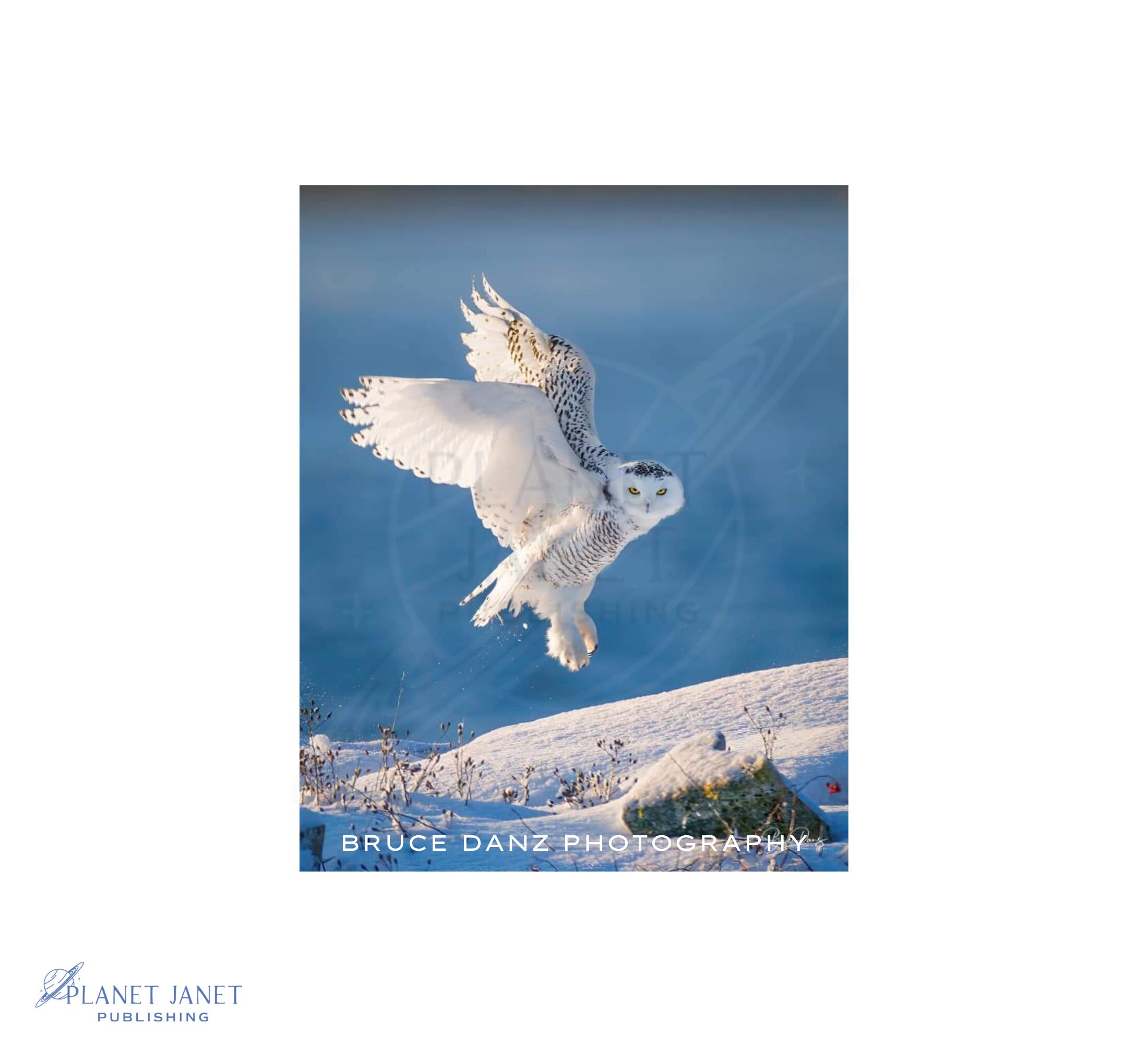 Snowy Owl in Flight MANDALA LINE ART Coloring Page Fine Art Coloring ...