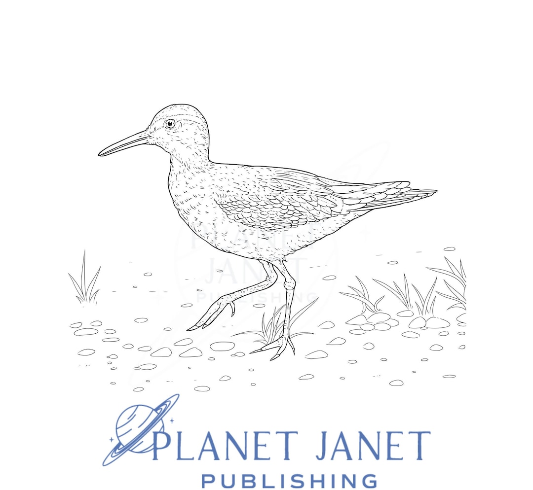 Sandpiper Walking on Pebbles Line Drawing Semi-realistic Line Art Fine ...