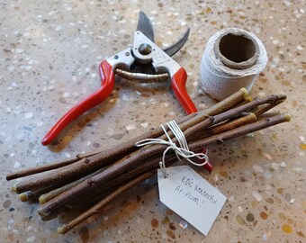 Peach Tree Cuttings | Etsy