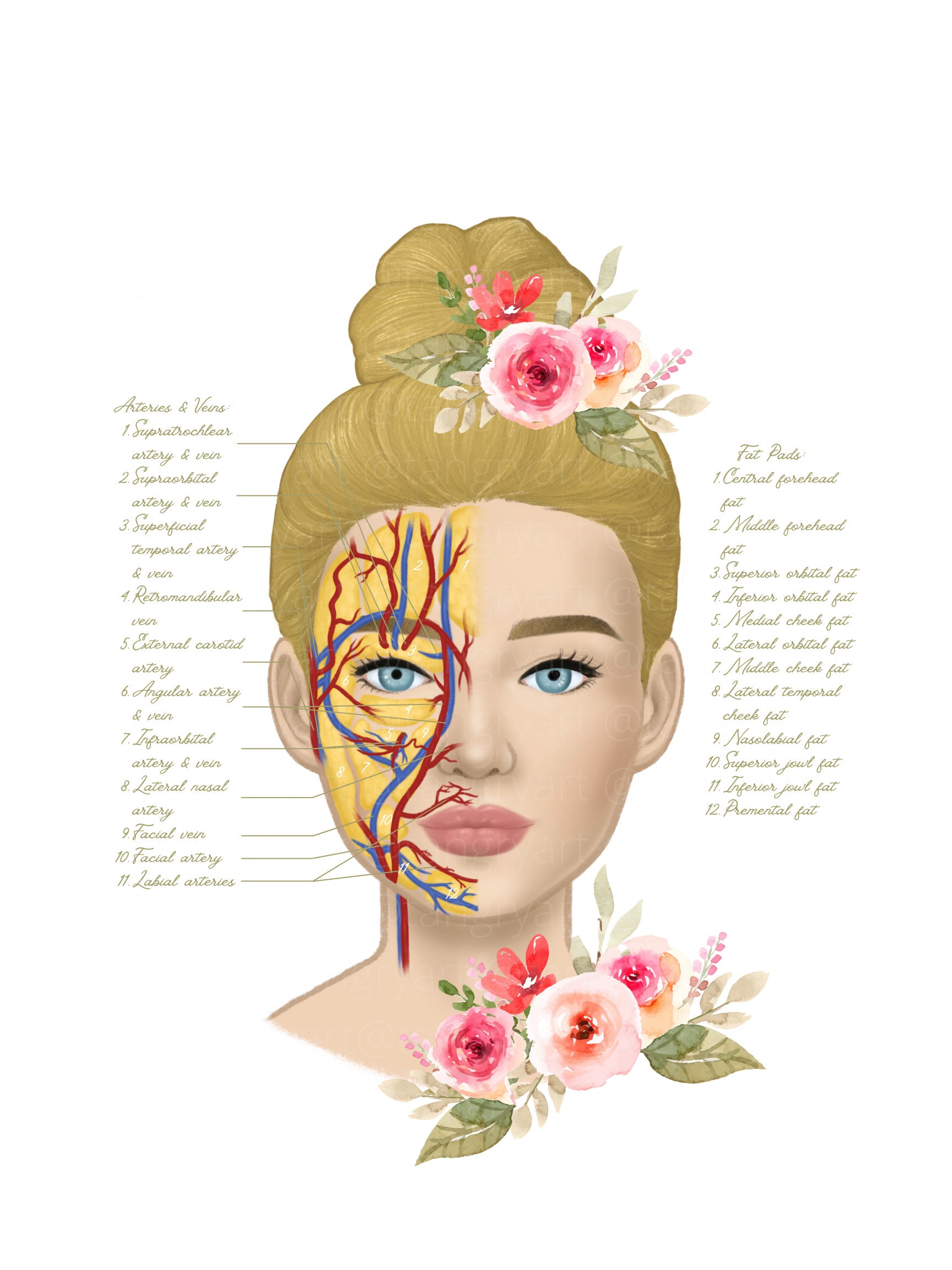 Botox & Filler Injector Facial Fad Pads Blood Vessels Anatomy Art ...