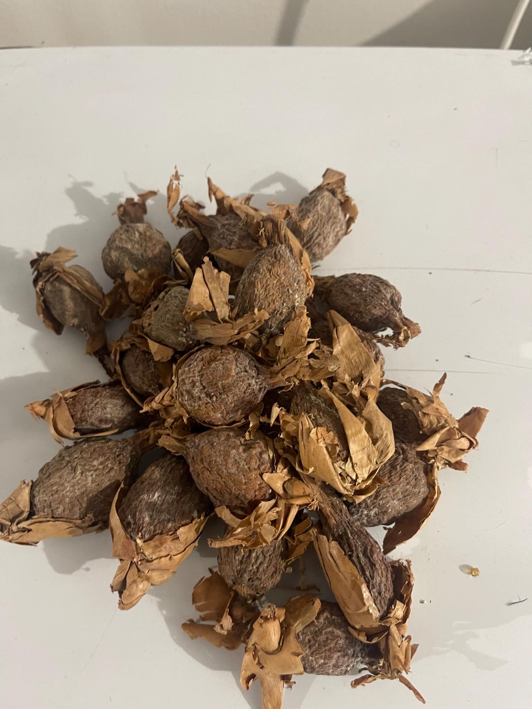 Alligator Pepper 8 Pod of African Organic Alligator Pepper Atare, Grain ...