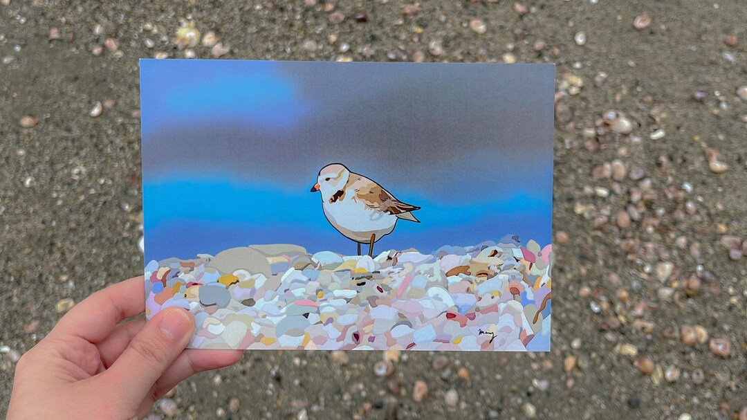 Piping Plover Art Print (5x7) - Etsy