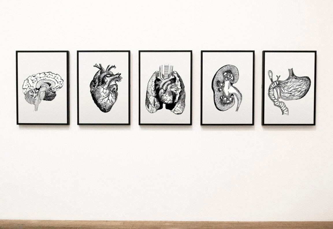 Anatomical Prints, Vital Organs, Brain, Heart, Lungs, Stomach, Kidney ...