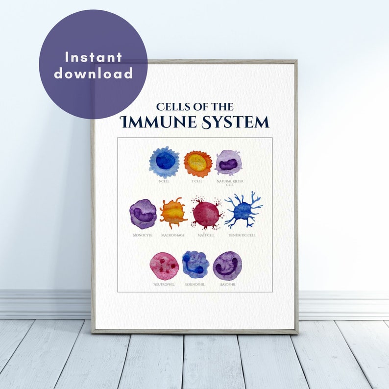 Cells of the Immune System Poster, Watercolor Print Download ...