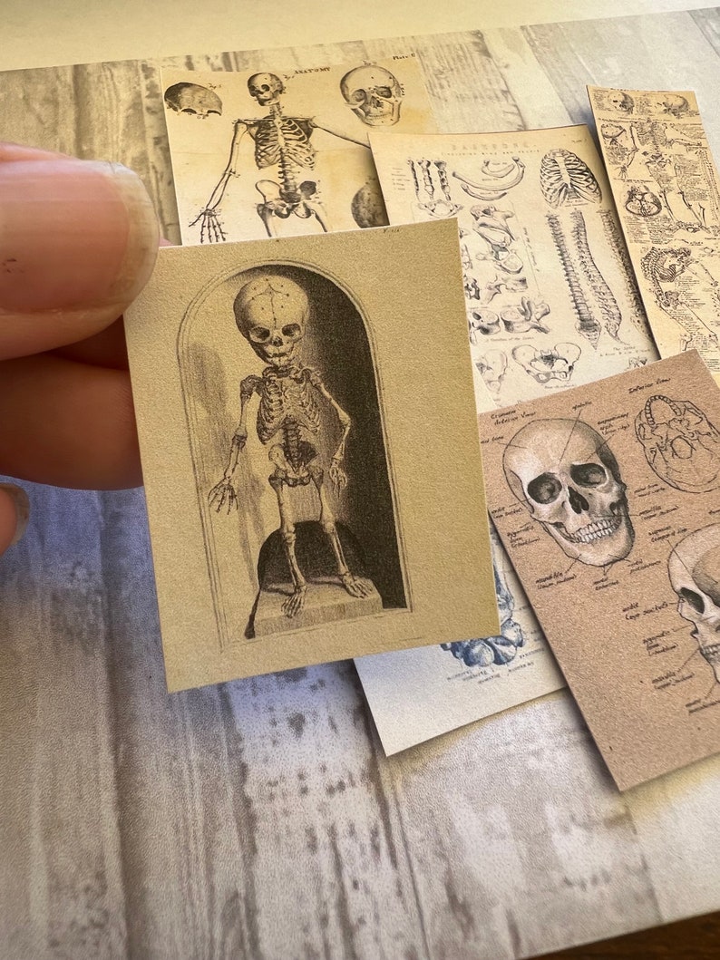 Miniature Skeleton Print Set Dollhouse Decoration Curiosity - Etsy