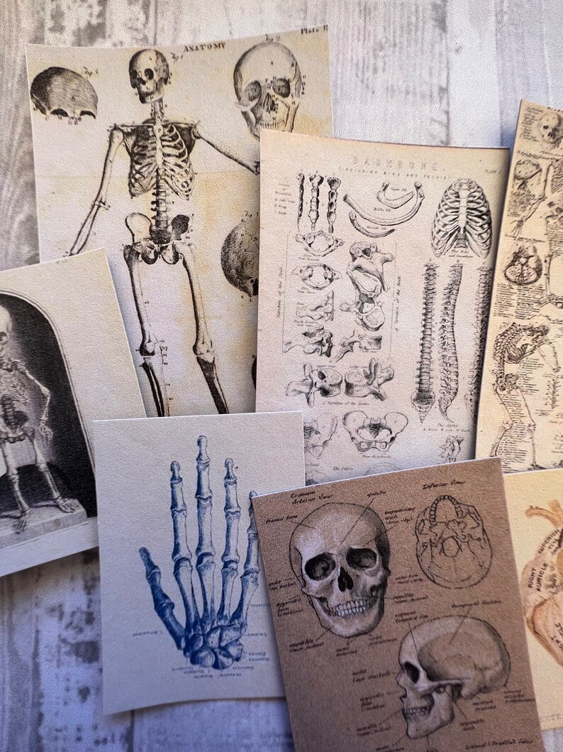 Miniature Skeleton Print Set Dollhouse Decoration Curiosity - Etsy