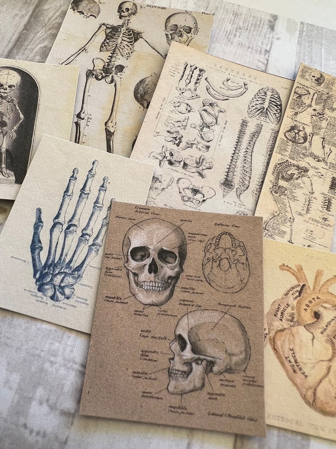 Miniature Skeleton Print Set - Dollhouse Decoration, Curiosity Prints ...