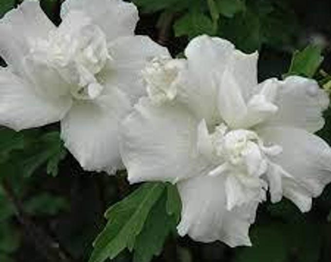 Dormant Bare Root Double White Rose of Sharon Plant - Etsy