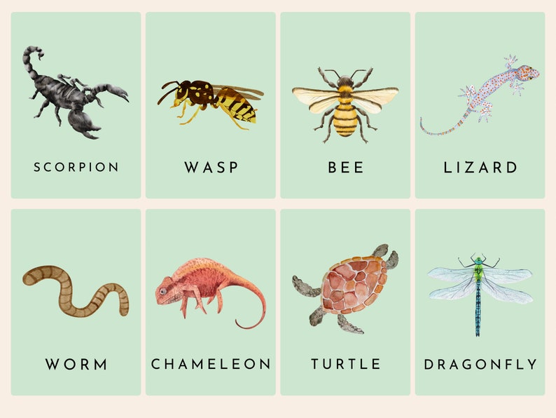 Montessori Nature Flashcards: Reptiles, Insects, and Bugs for ...