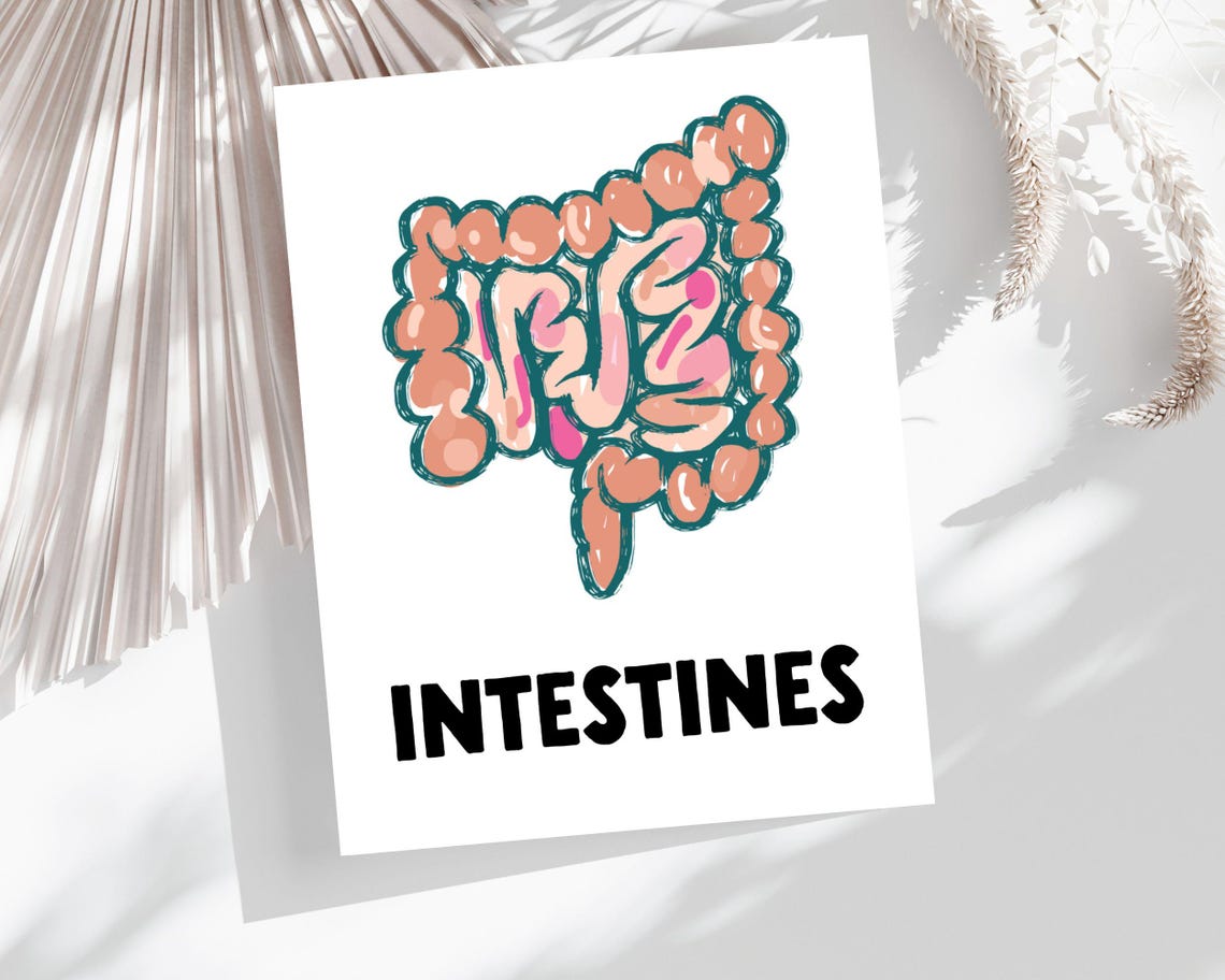 Anatomy Flashcards Printable – Human Body Parts & Organs for Homeschool ...