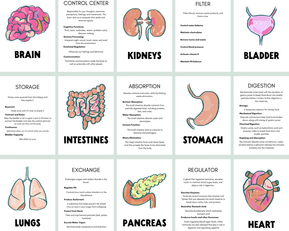 Anatomy Flashcards Printable – Human Body Parts & Organs for Homeschool ...