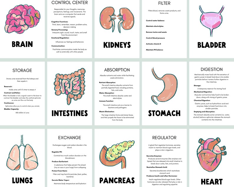 Human Anatomy Flashcards Printable – Body Parts & Organs for Homeschool ...