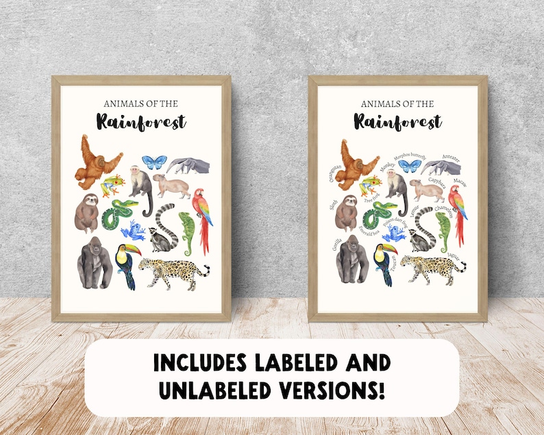 Rainforest Wildlife Educational Art Print | Jungle Animals Nature ...
