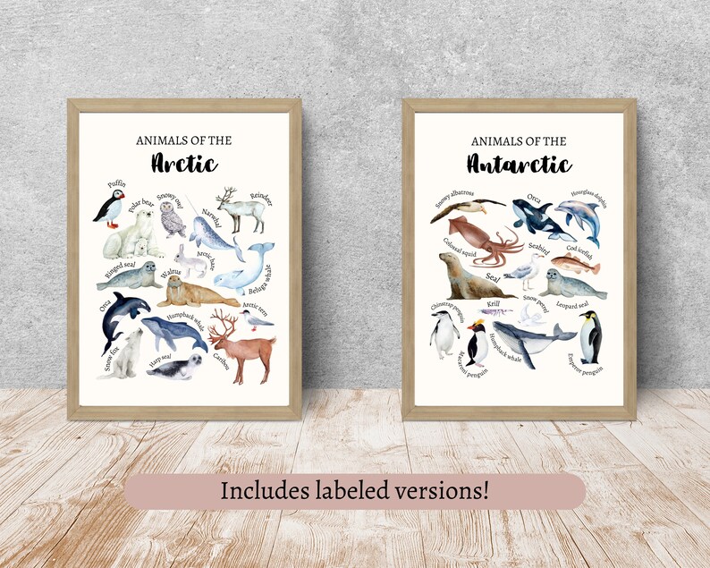 Polar Arctic Animals Educational Prints Arctic and Antarctic Animals ...