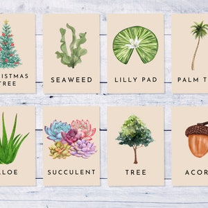 24 Plants Flashcards Montessori Botanical Flashcards for Kids Nature ...