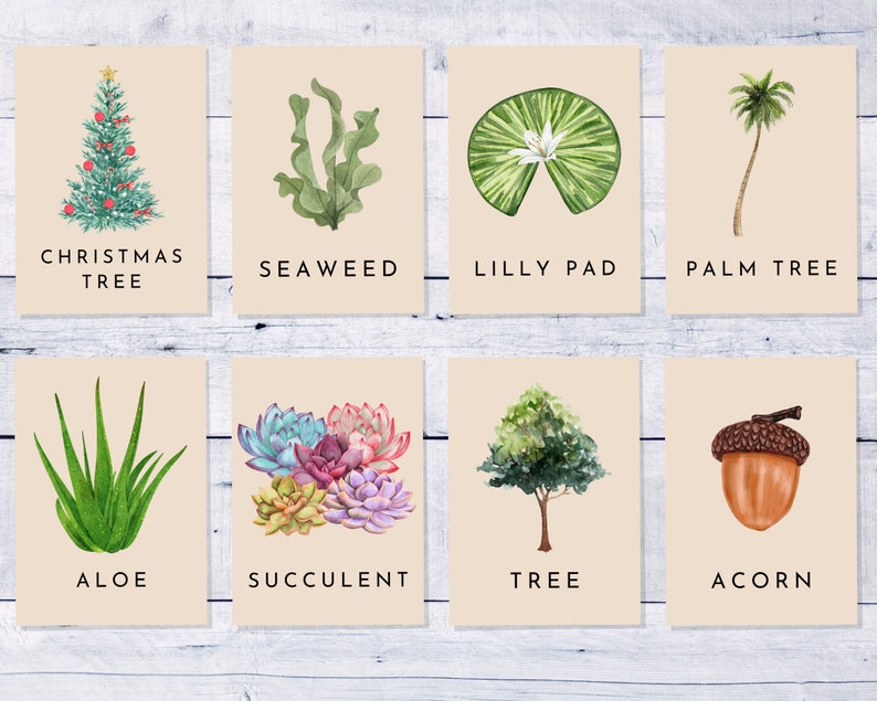 24 Plants Flashcards Montessori Botanical Flashcards for Kids Nature ...