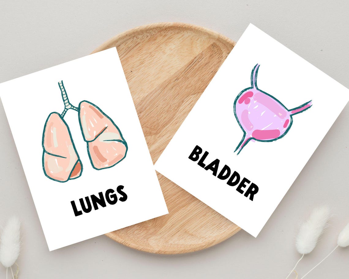 Anatomy Flashcards Printable – Human Body Parts & Organs for Homeschool ...