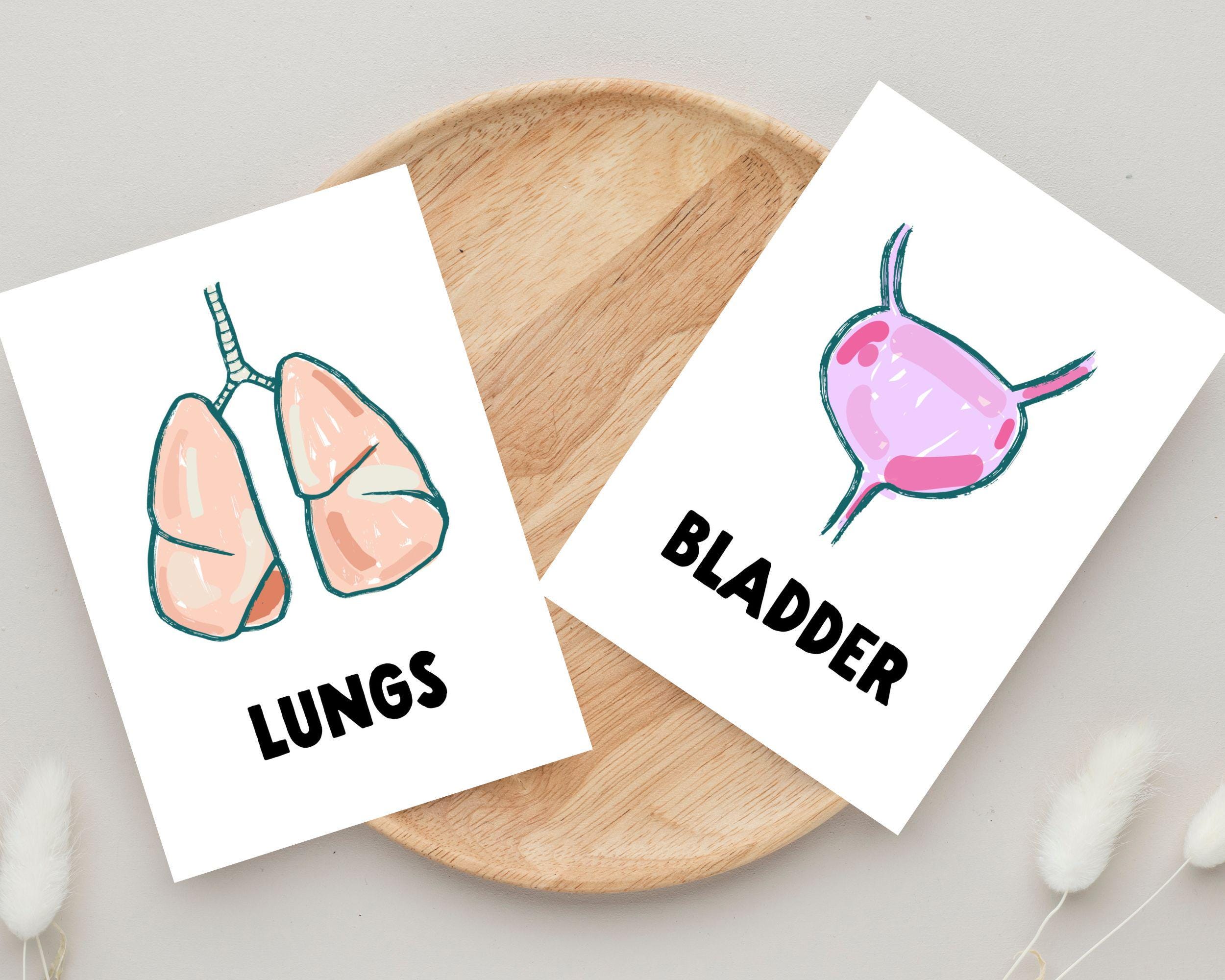 Anatomy Flashcards Printable – Human Body Parts & Organs for Homeschool ...