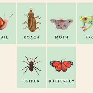 22 Insects and Reptiles Flashcards | Insect Montessori Unit ...