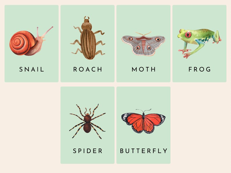 22 Insects and Reptiles Flashcards Montessori Flashcards Early Learning ...