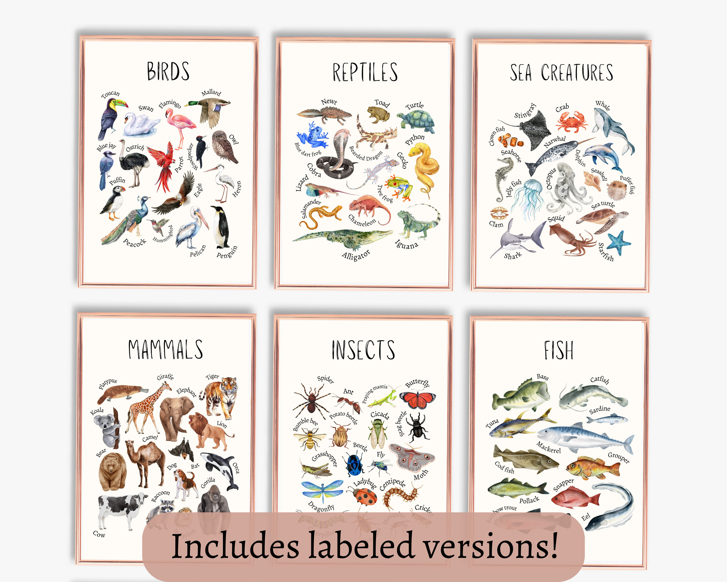 Animal Classifications Prints Set of 6 Homeschool Printable Animal ...