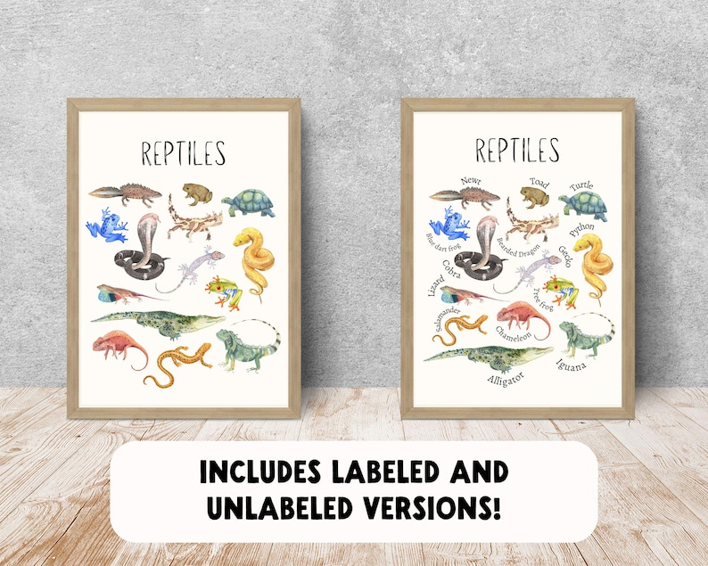Reptiles Educational Print | Nature Playroom Wall Art | Reptile Art for ...