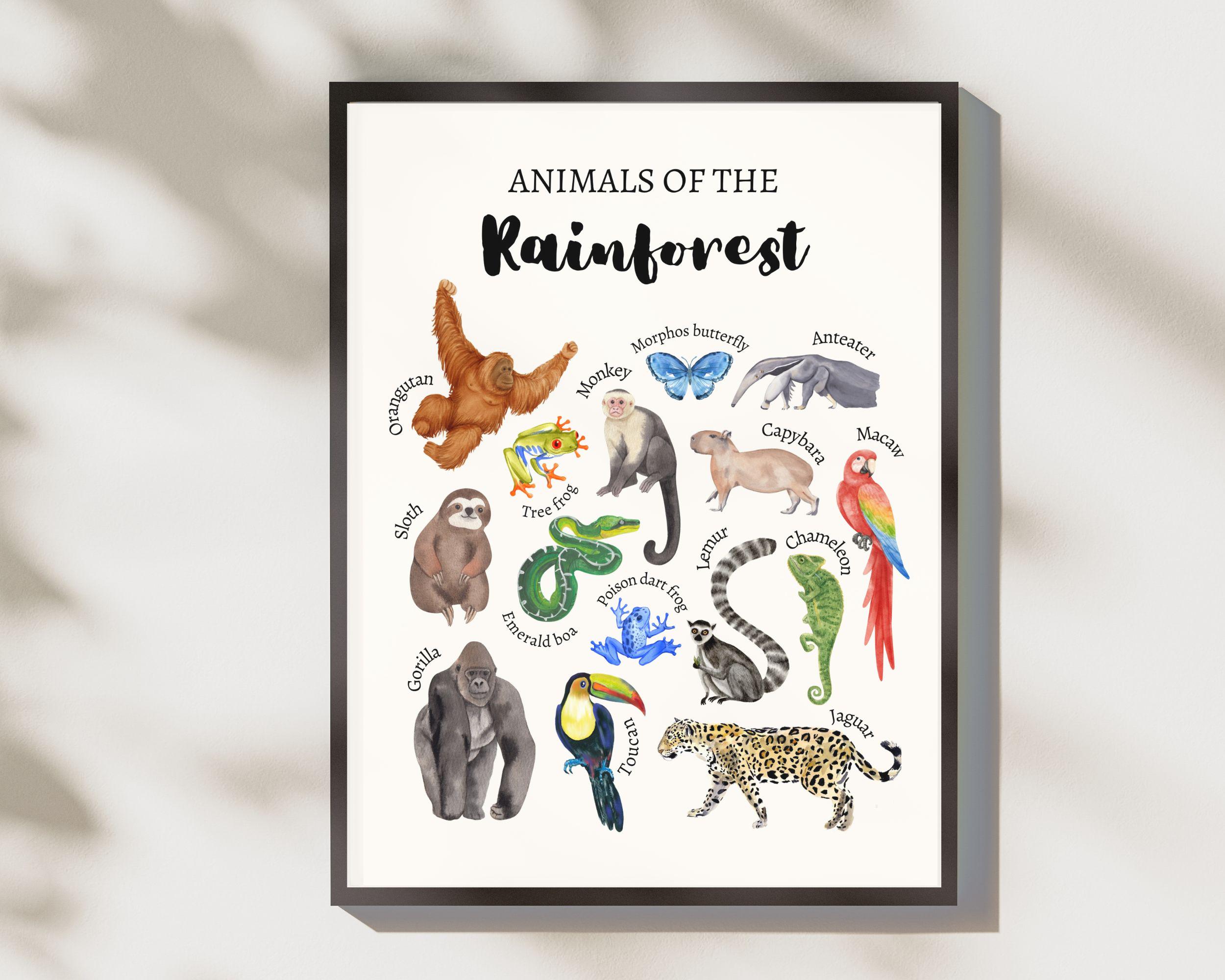 Rainforest Wildlife Educational Art Print | Jungle Animals Nature ...