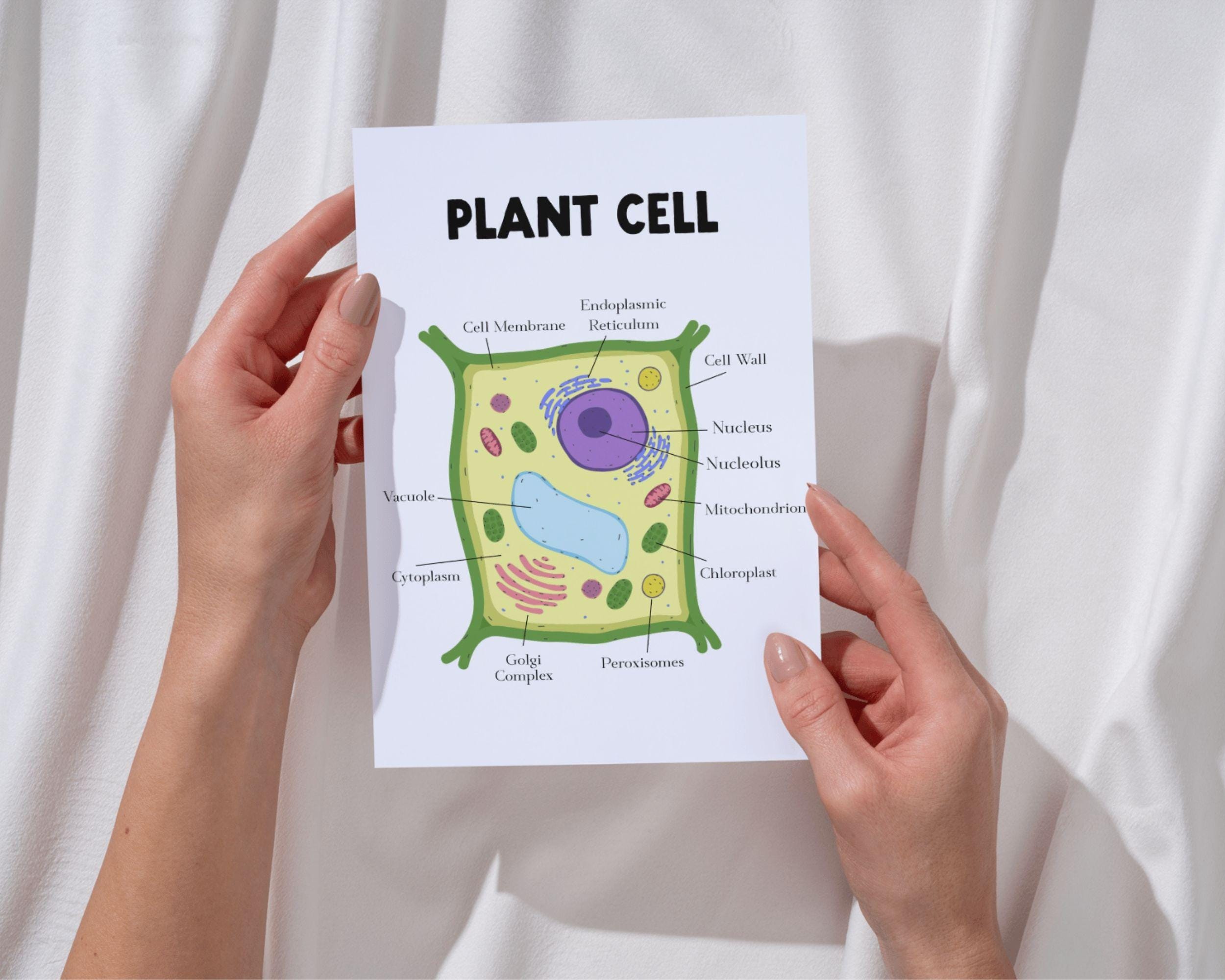 Labeled Plant & Animal Cell Biology Posters | Educational Science Wall ...