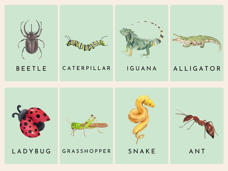 22 Insects and Reptiles Flashcards Montessori Flashcards - Etsy